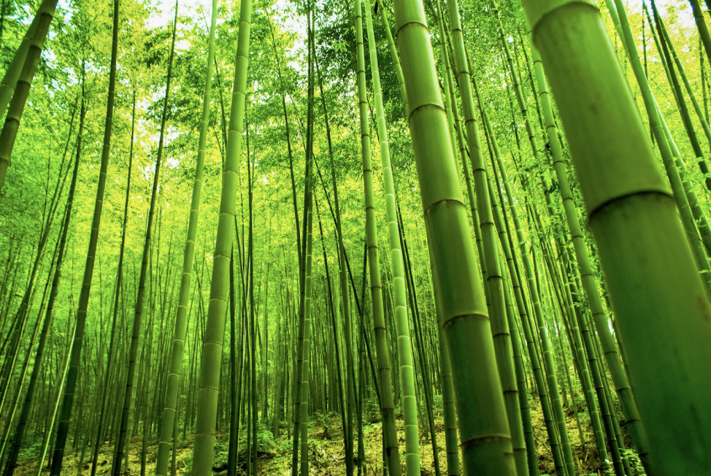 Five things you should know about the role of bamboo in environmental ...