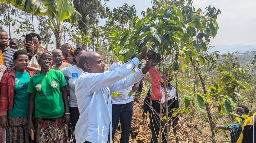 NAEB yerekanye ibanga ryo gusarura agatubutse mu ikawa - IRIBA NEWS