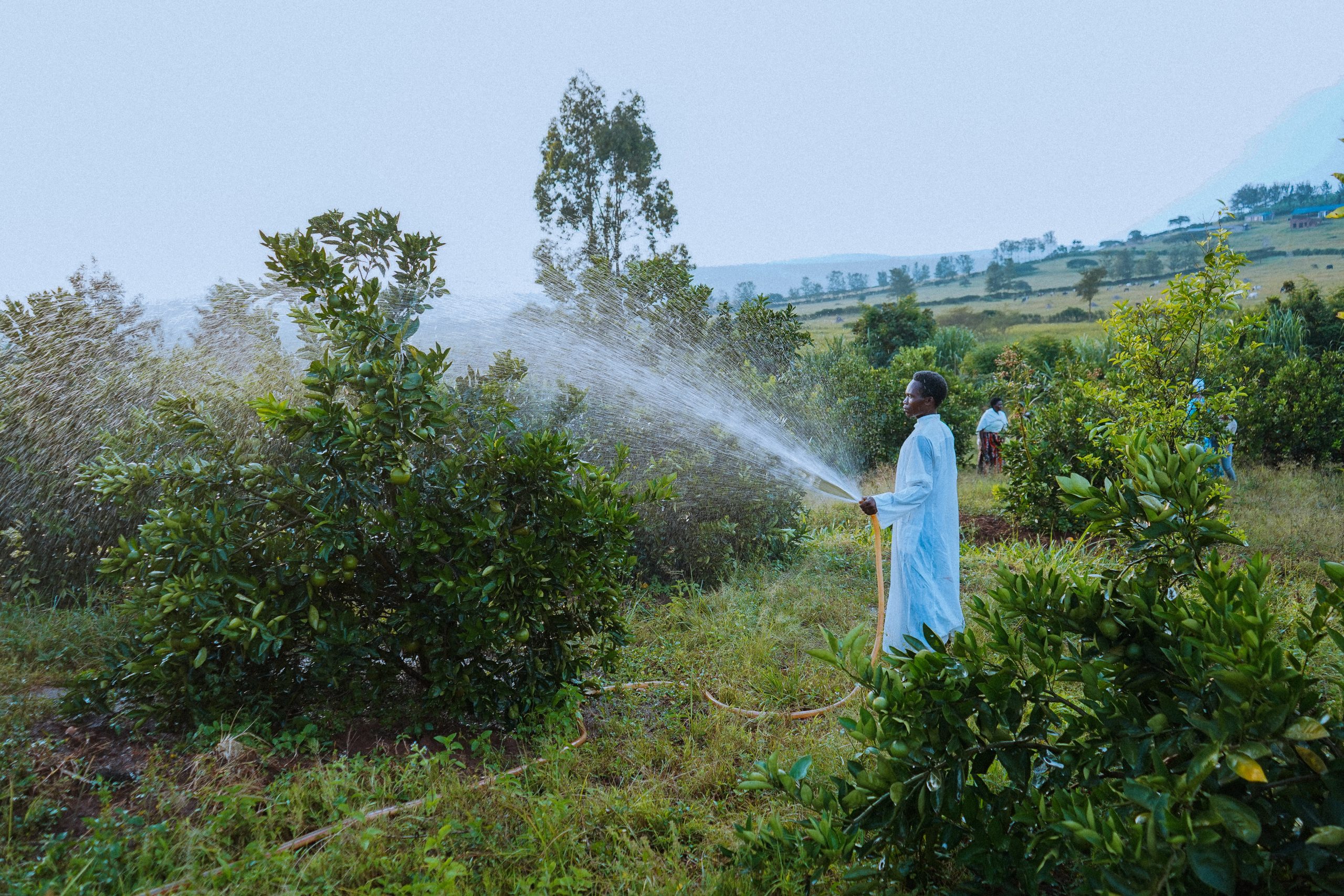 Solar-powered irrigation transforms farming in Eastern Rwanda - IRIBA NEWS