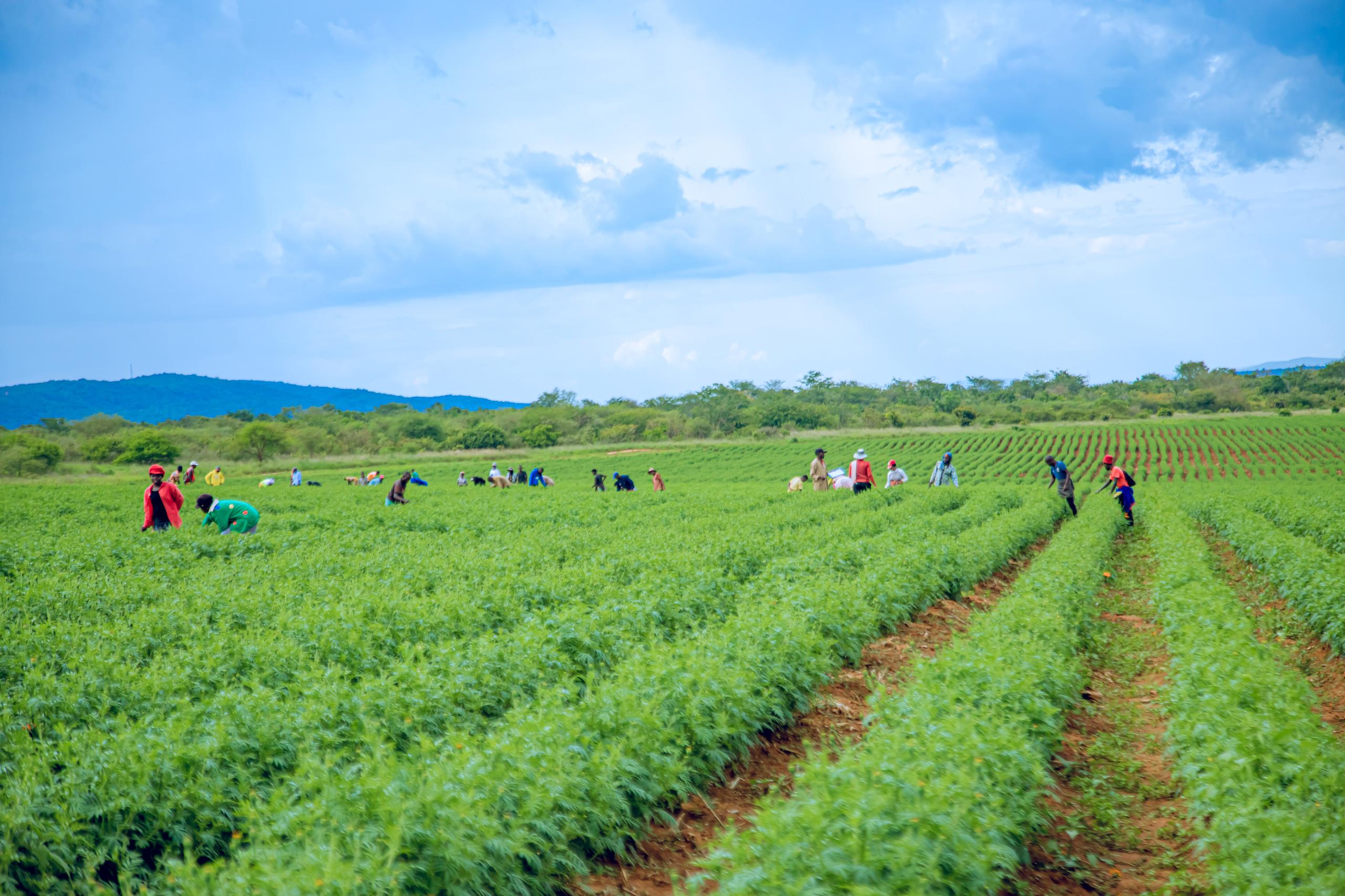 Rwanda’s agricultural revolution through AGRA’s support - IRIBA NEWS